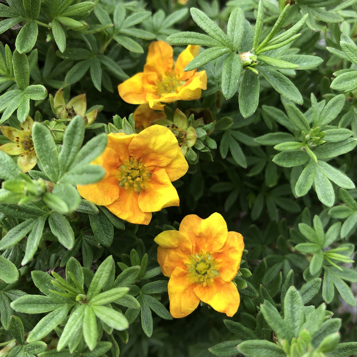 Mango Tango Potentilla (Shrubby Cinquefoil) – Southern Idaho Landscape ...