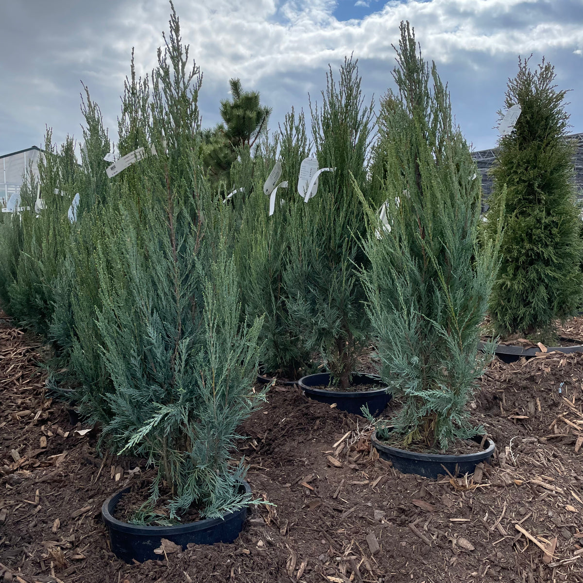 Skyrocket Juniper Tree – Southern Idaho Landscape Center