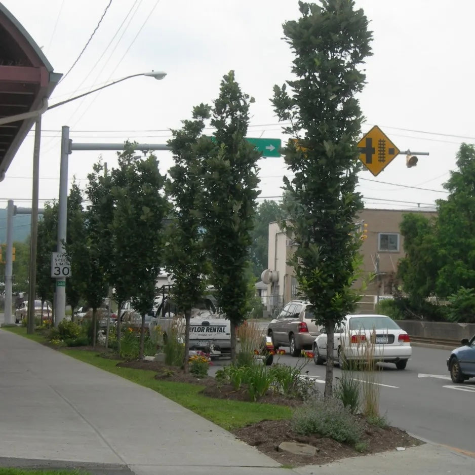 Regal Prince Oak Tree – Southern Idaho Landscape Center