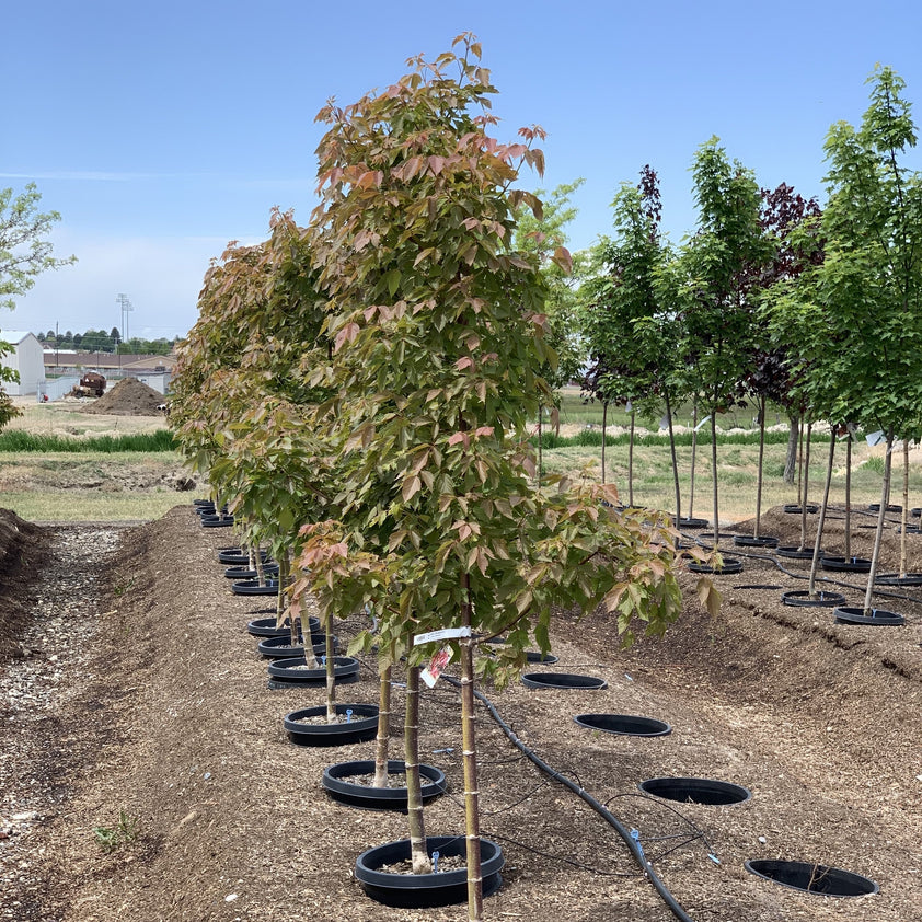 Sensation Maple Tree (Box Elder Maple) – Southern Idaho Landscape Center