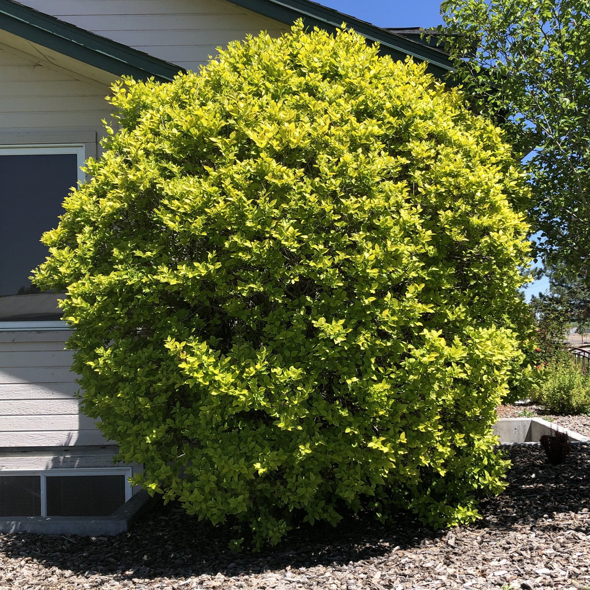 Golden Vicary Privet – Southern Idaho Landscape Center