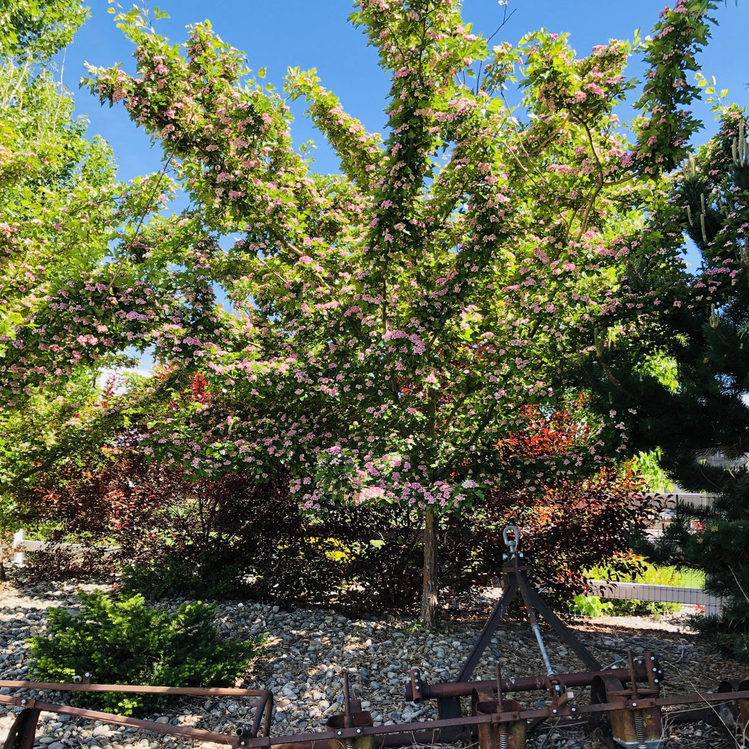 Toba Hawthorn Tree – Southern Idaho Landscape Center