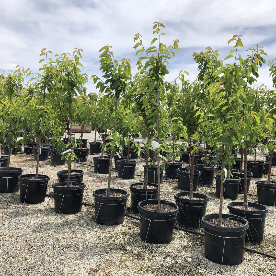 Rainier Cherry Tree – Southern Idaho Landscape Center