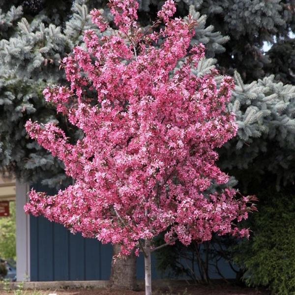 Royal Raindrops Crabapple Tree – Southern Idaho Landscape Center