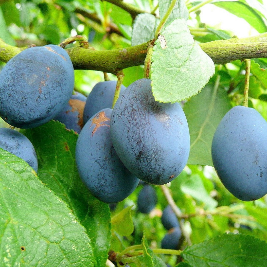 Blue Damson Plum Tree – Southern Idaho Landscape Center