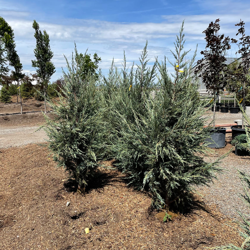 Wichita Blue Juniper Tree – Southern Idaho Landscape Center