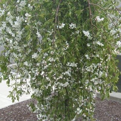 April Showers Weeping Crabapple Tree – Southern Idaho Landscape Center