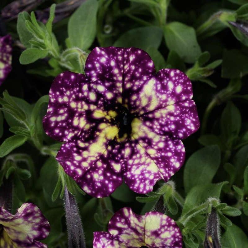 Splash Dance Magenta Mambo Petunia Plant – Southern Idaho Landscape Center