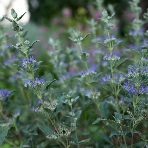 Beyond Midnight Caryopteris (Bluebeard) – Southern Idaho Landscape Center