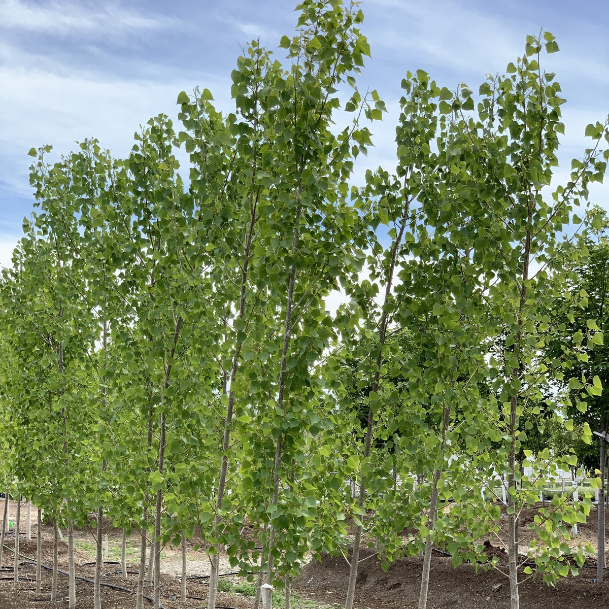 Quaking Aspen Tree – Southern Idaho Landscape Center