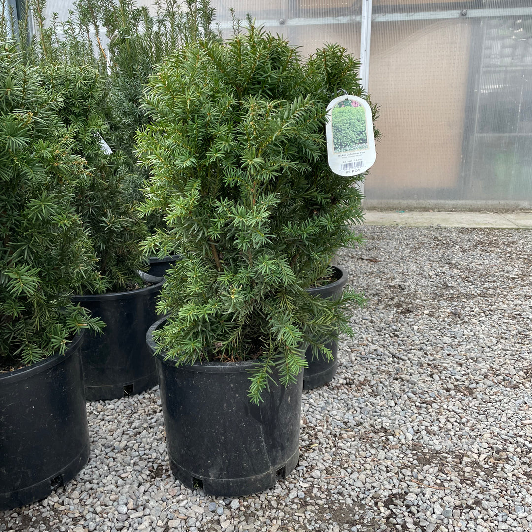 Hicks Yew – Southern Idaho Landscape Center