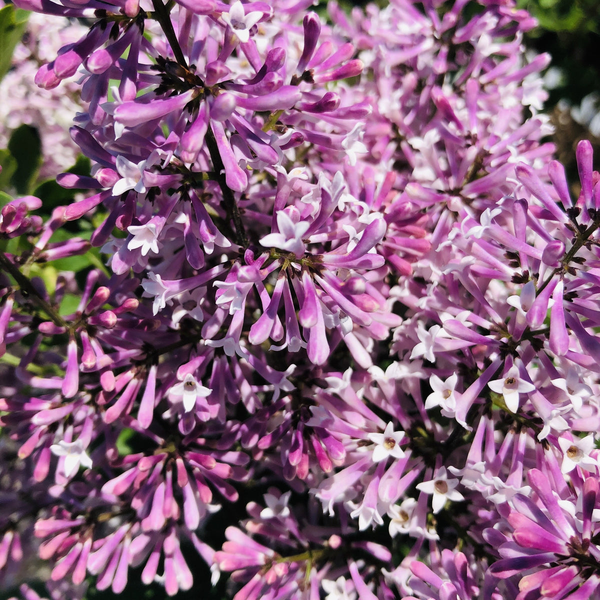 Miss Kim Lilac – Southern Idaho Landscape Center
