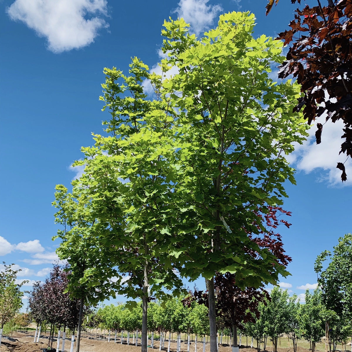 Parkway Norway Maple Tree – Southern Idaho Landscape Center