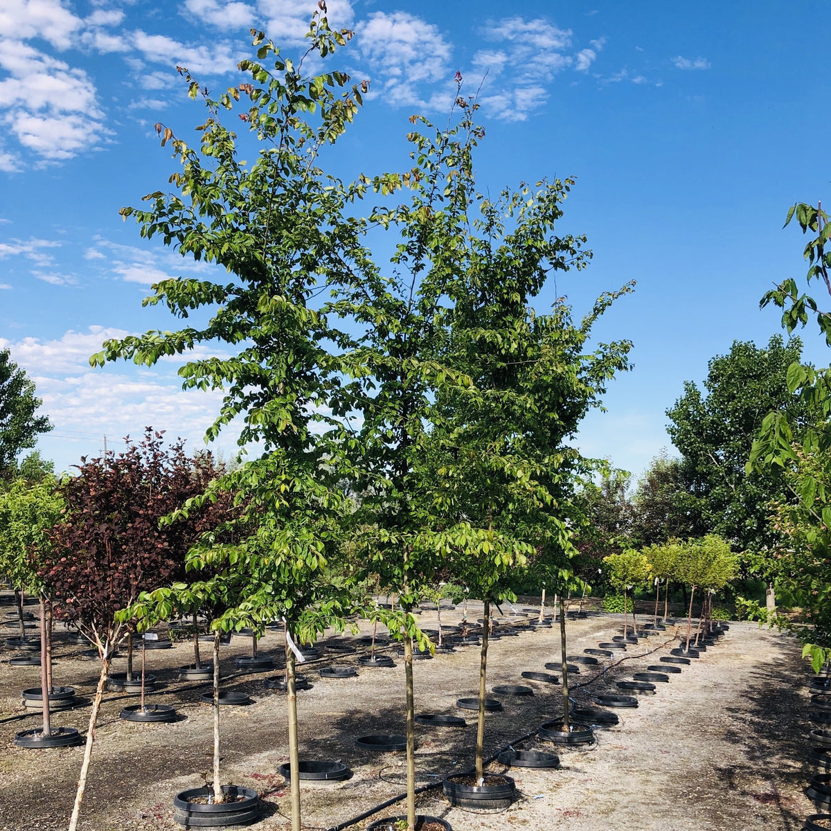 Frontier Elm Tree – Southern Idaho Landscape Center