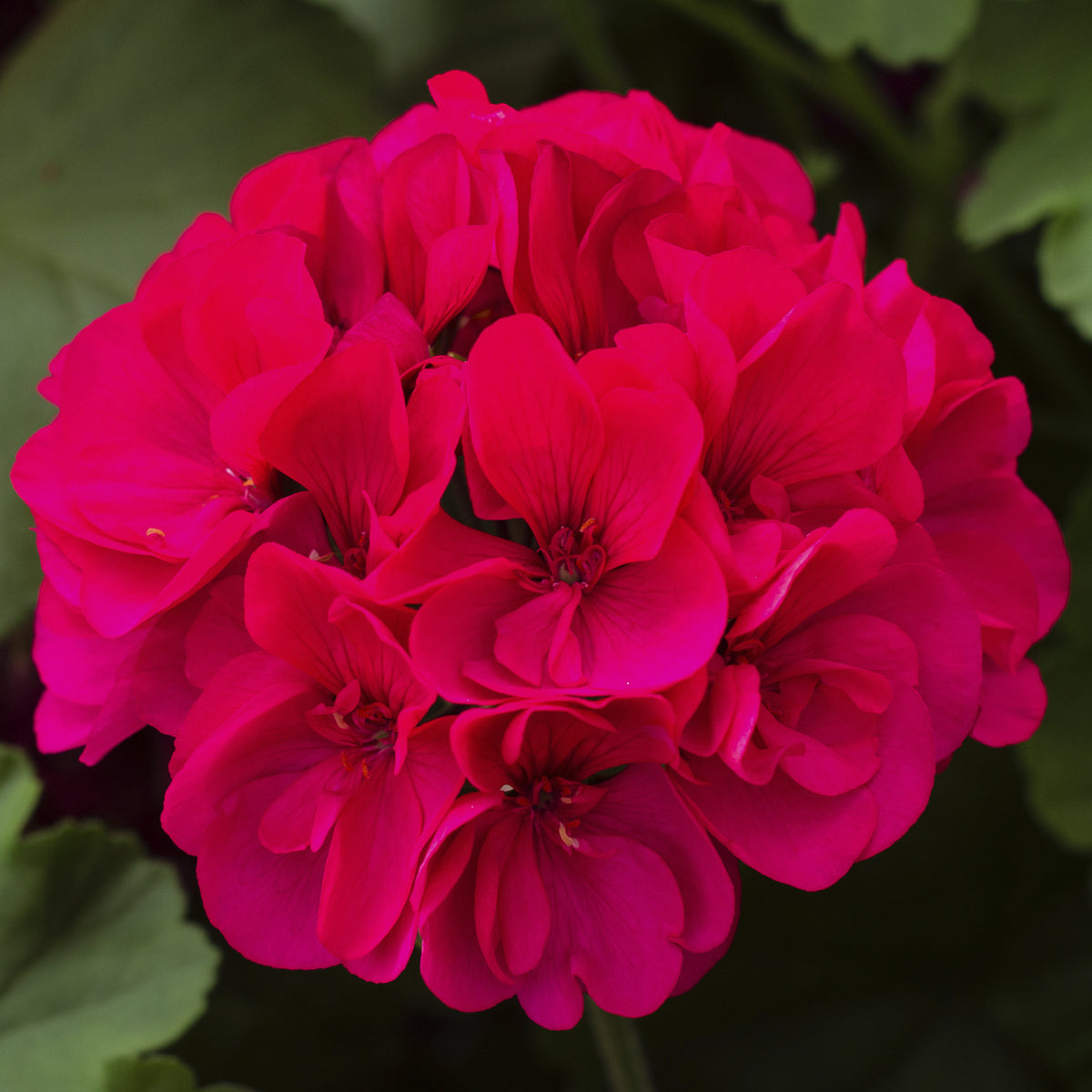 10" Calliope Magenta Geranium Hanging Basket – Southern Idaho Landscape ...