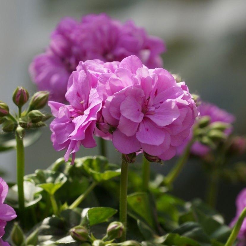 10" Great Balls of Fire Lavender Ivy Geranium Hanging Basket – Southern ...