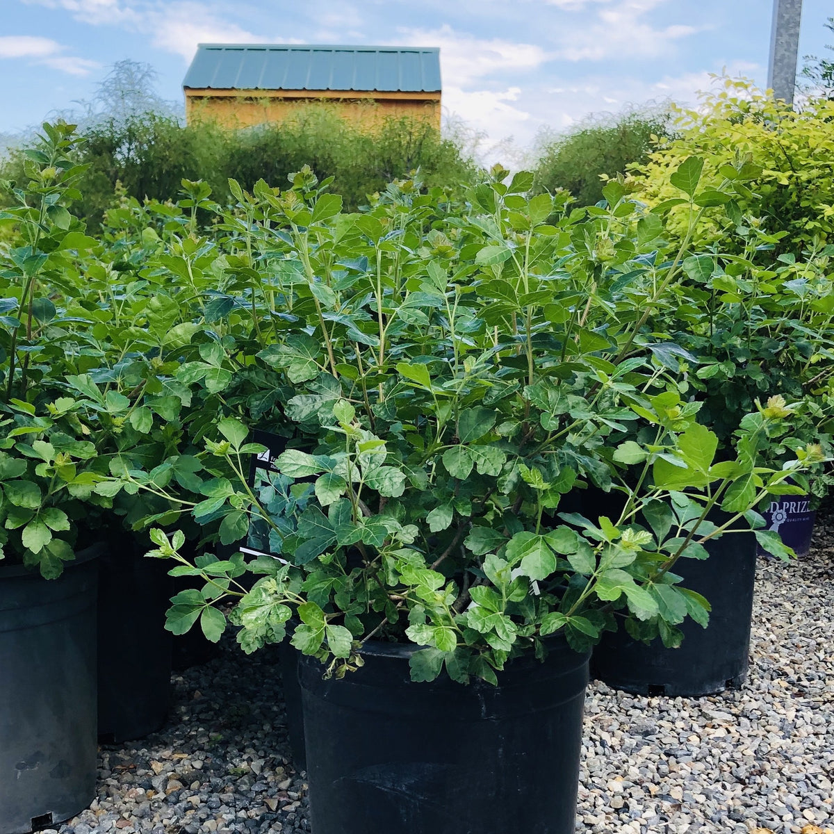 Gro-Low Sumac – Southern Idaho Landscape Center