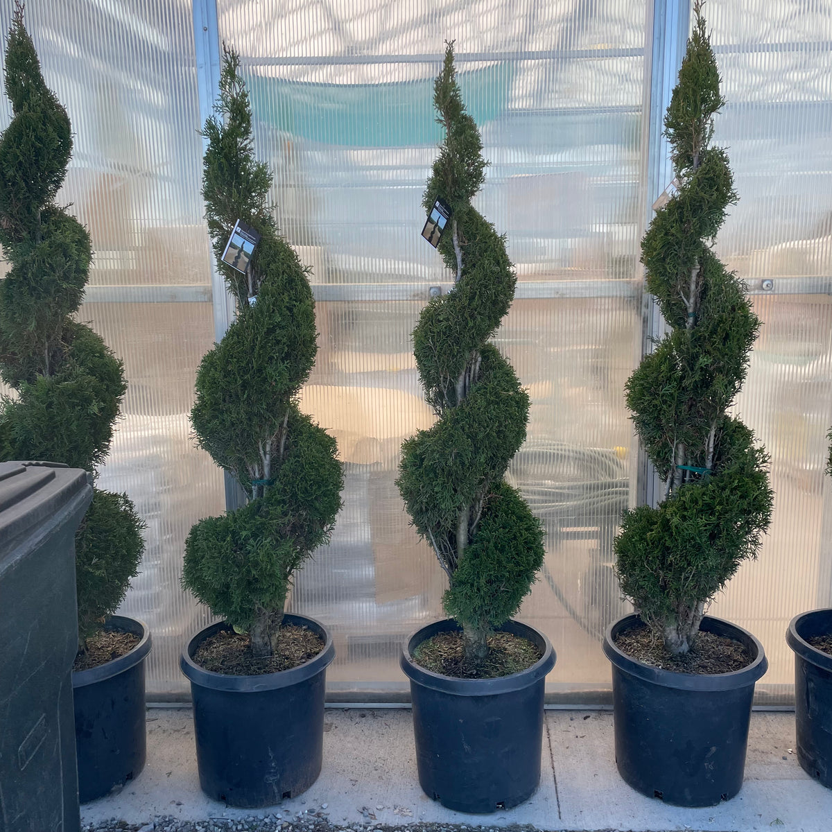Spiral Emerald Green Arborvitae Tree – Southern Idaho Landscape Center