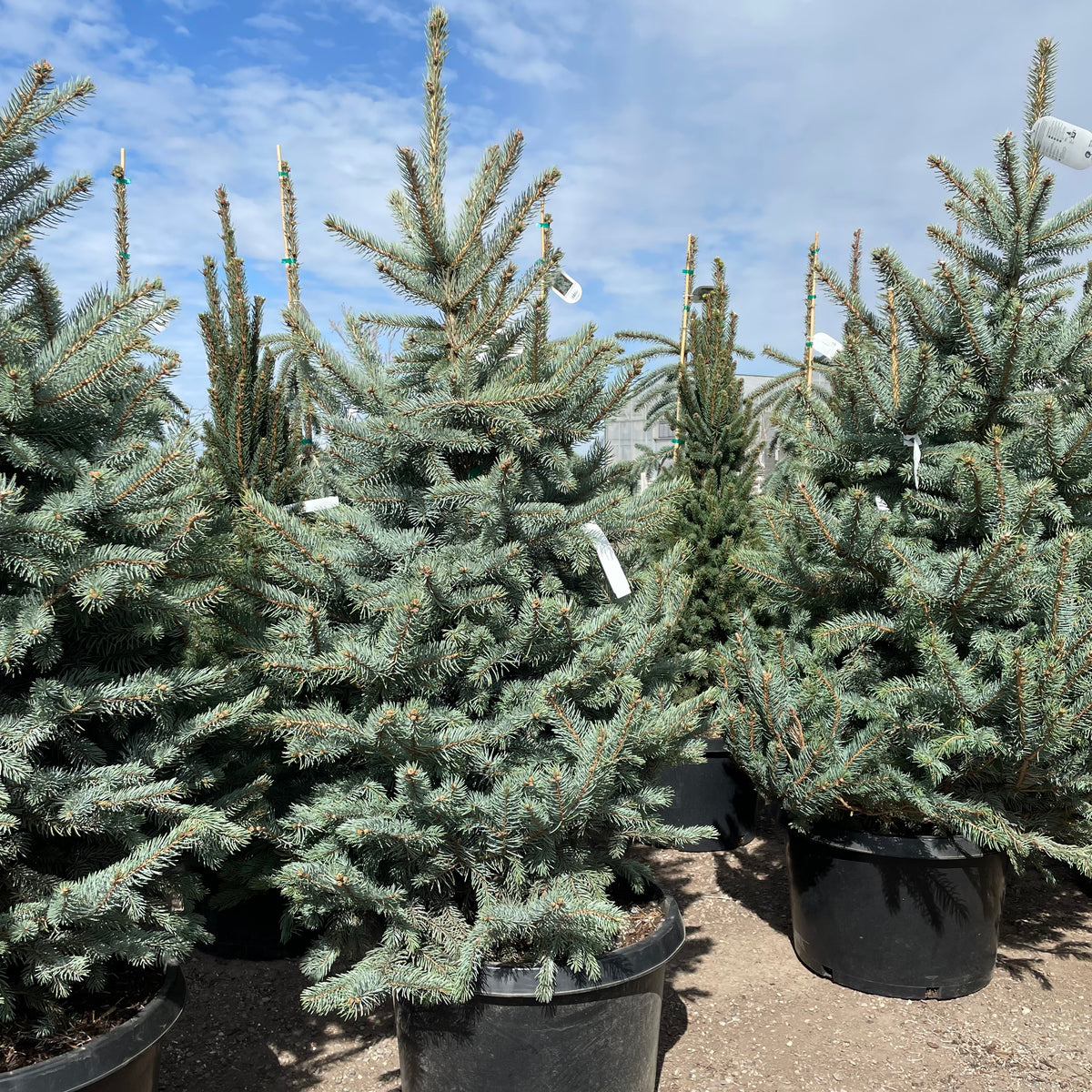 Baby Blue Eyes Spruce Tree – Southern Idaho Landscape Center