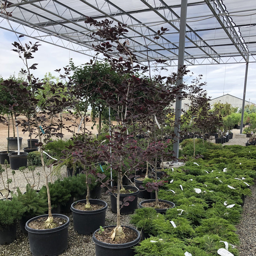 Tricolor Beech Tree – Southern Idaho Landscape Center