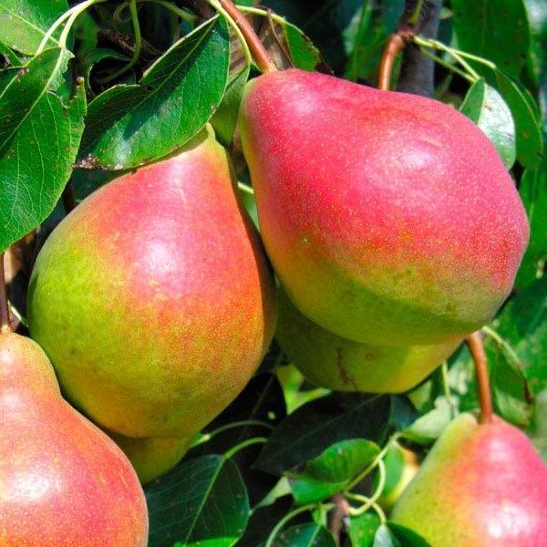 Summercrisp Pear Tree – Southern Idaho Landscape Center