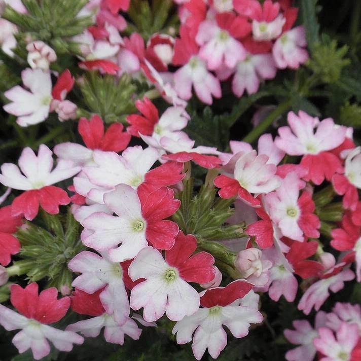 Wicked Rad Red Verbena – Southern Idaho Landscape Center