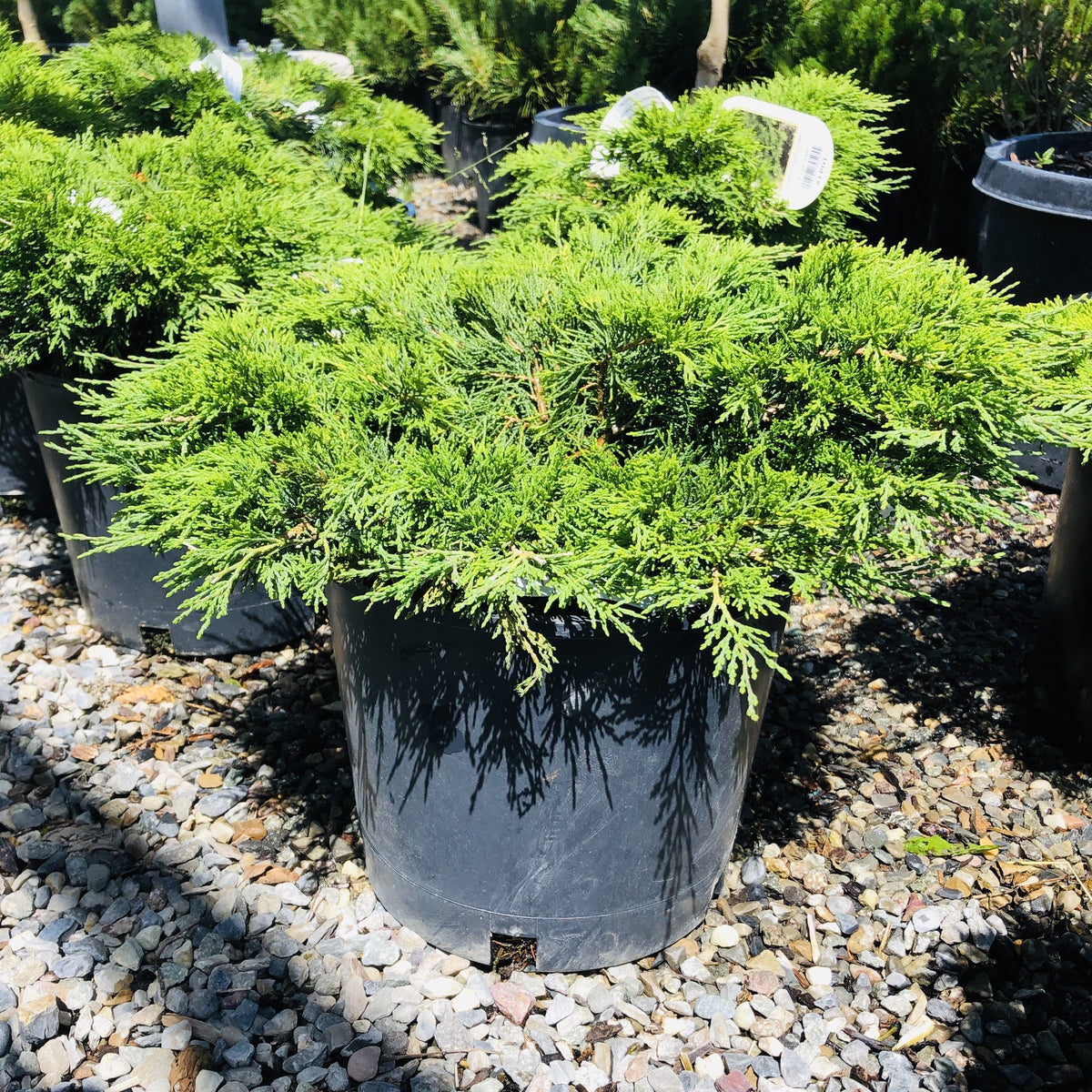 Calgary Carpet Juniper – Southern Idaho Landscape Center