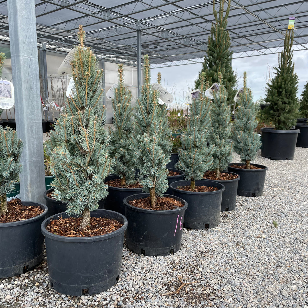 Blue Totem Columnar Spruce Tree – Southern Idaho Landscape Center