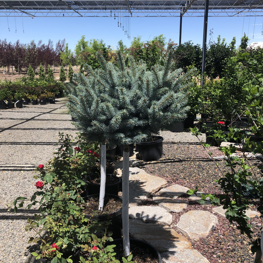 Dwarf Globe Blue Spruce on Standard – Southern Idaho Landscape Center