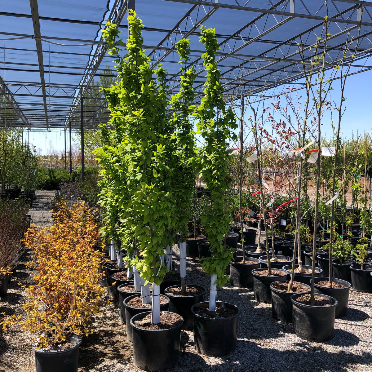 Lucus European Hornbeam Tree – Southern Idaho Landscape Center
