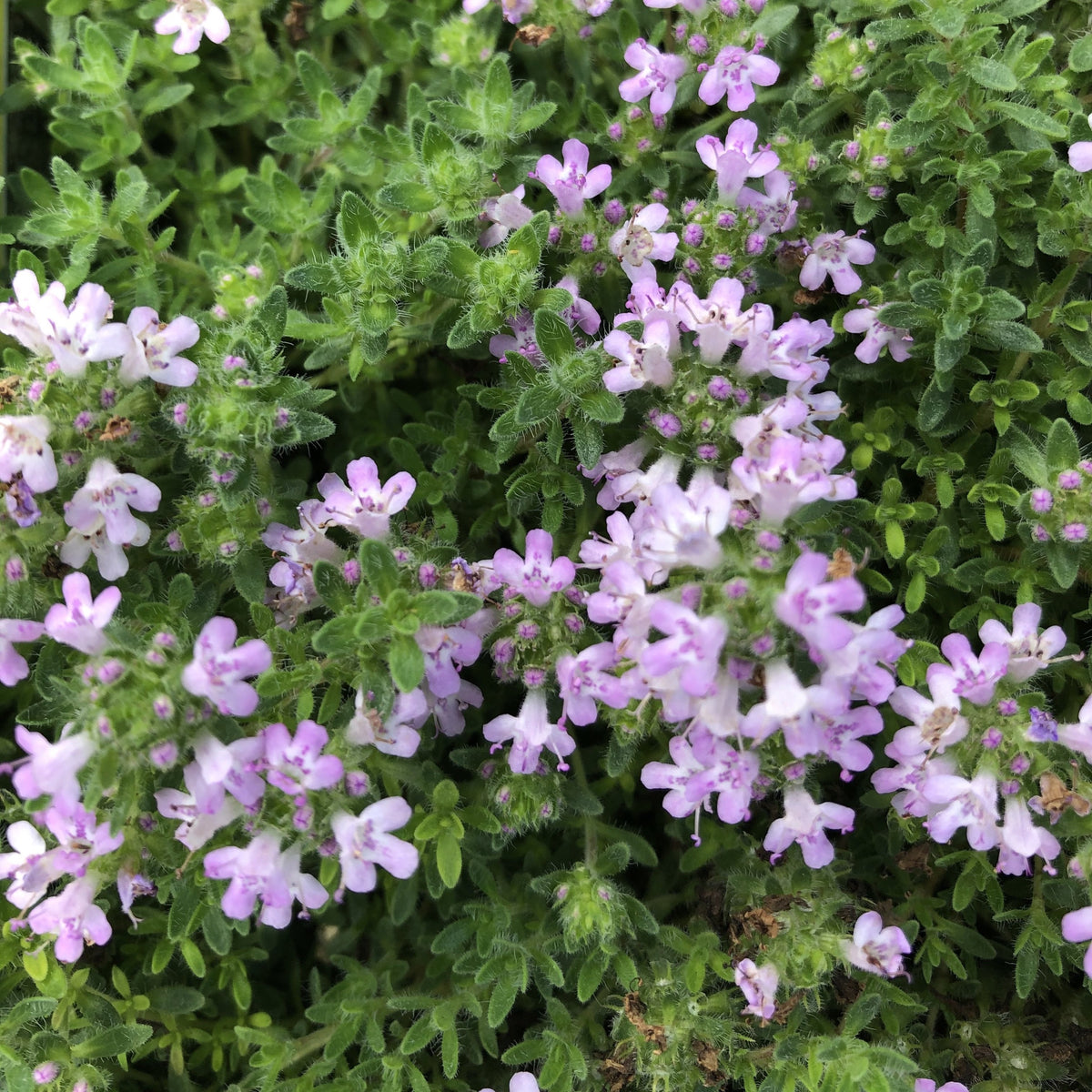 Pink Chintz Thyme – Southern Idaho Landscape Center