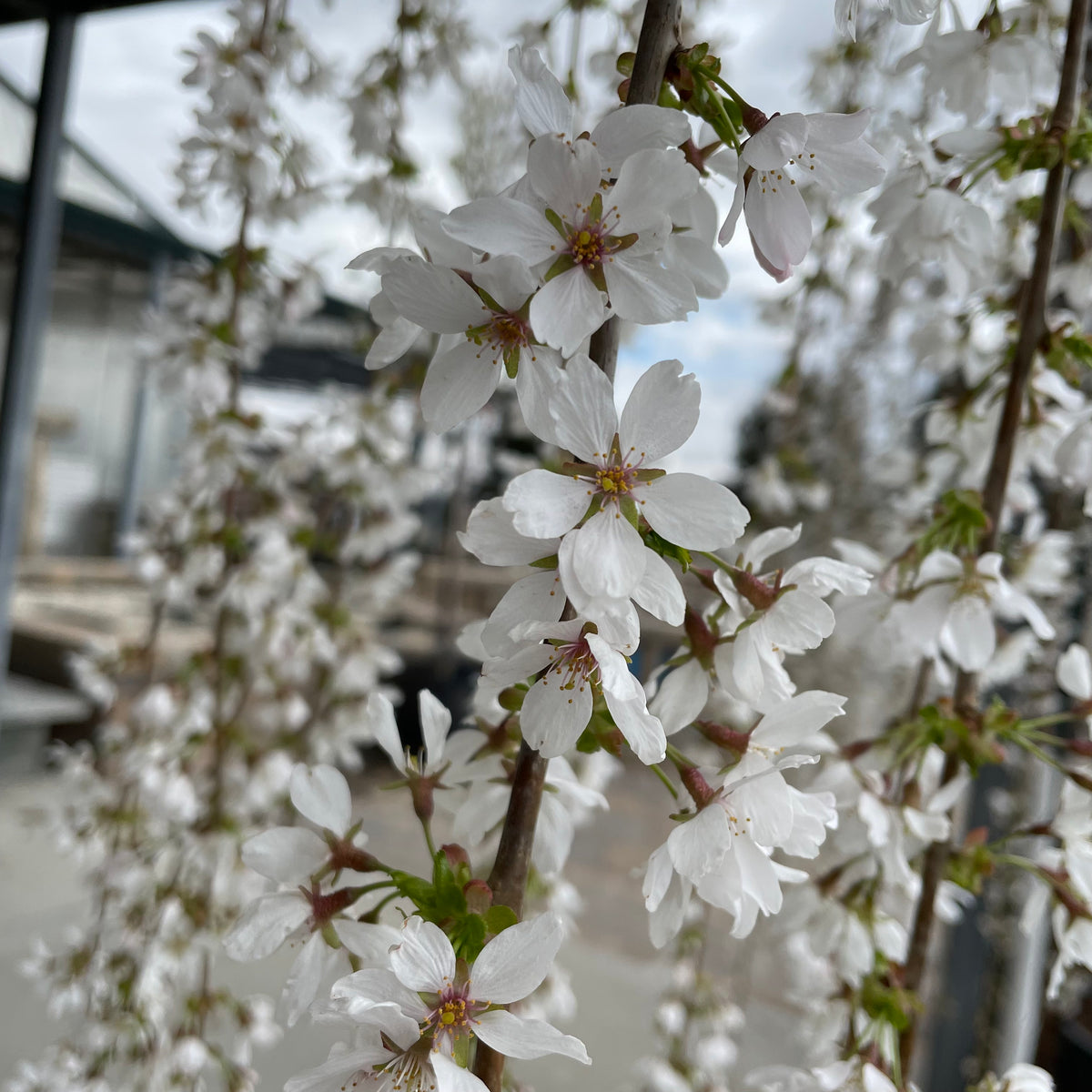 Snow Fountains Weeping Cherry Tree – Southern Idaho Landscape Center