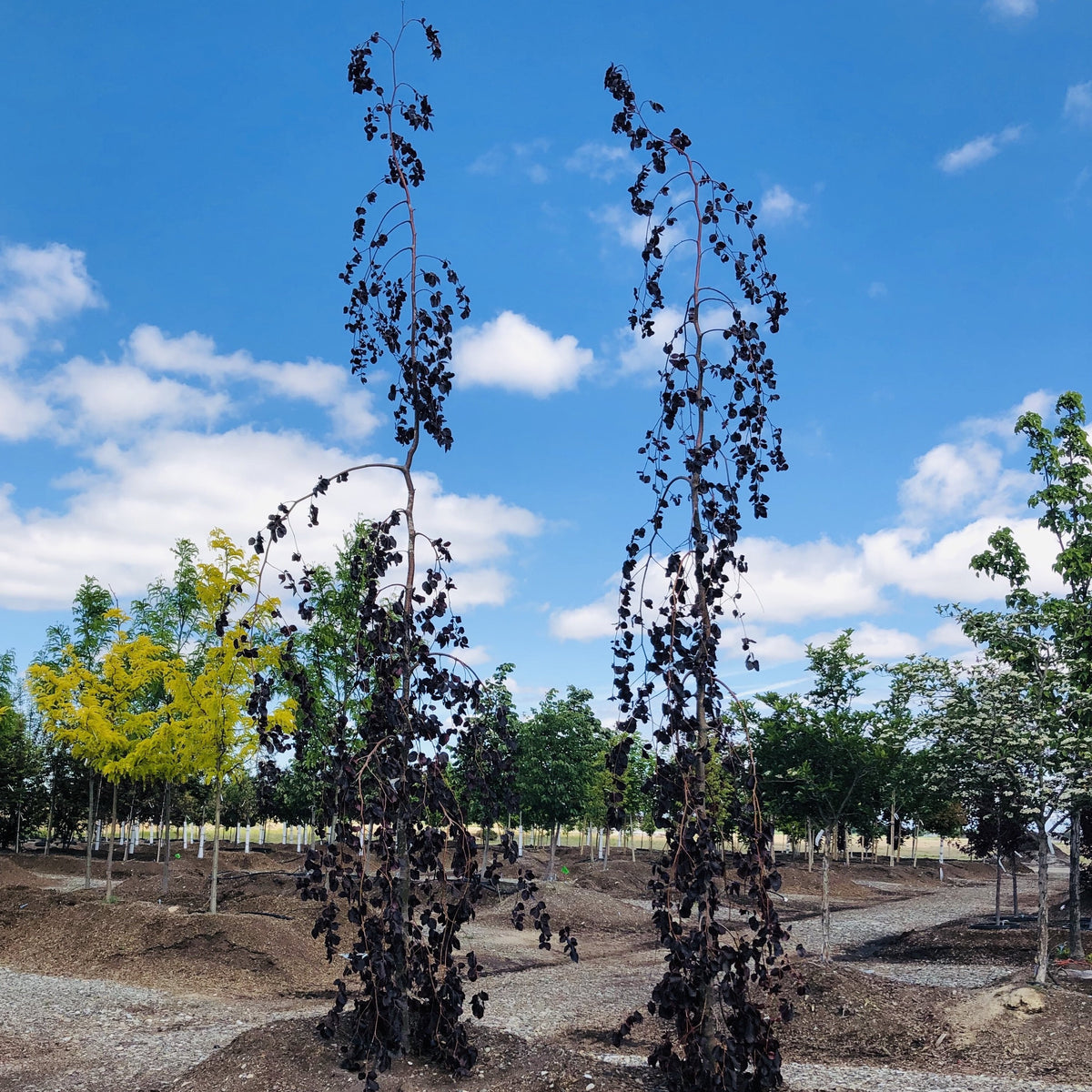 Purple Fountain Beech Tree – Southern Idaho Landscape Center