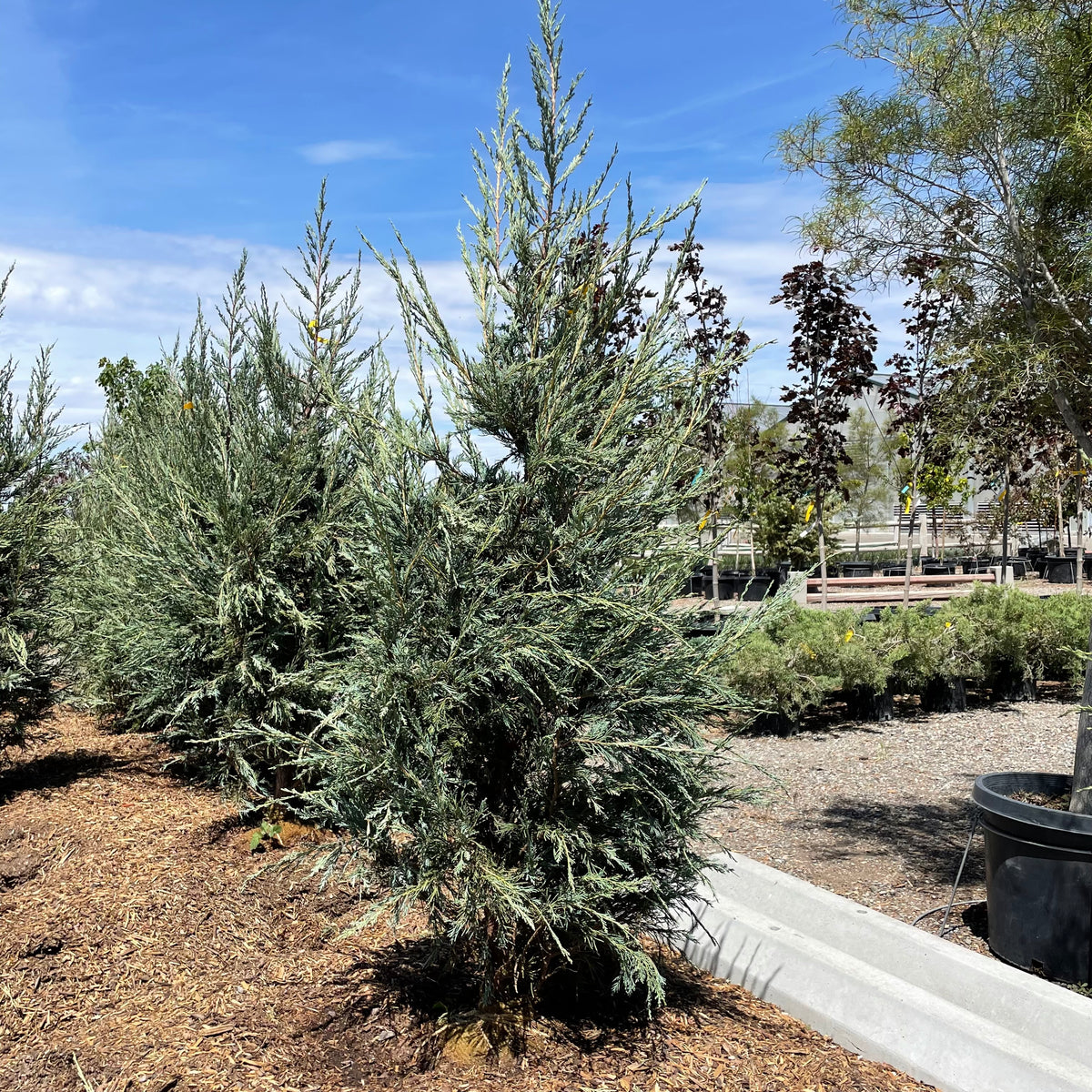 Wichita Blue Juniper Tree – Southern Idaho Landscape Center