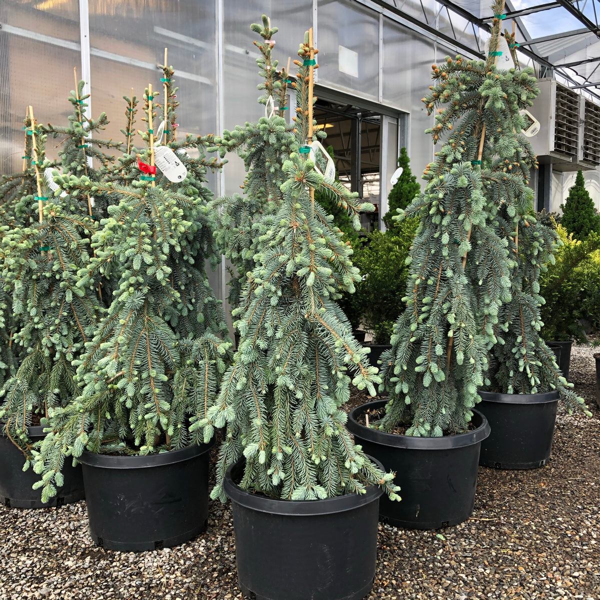 The Blues Weeping Blue Spruce Tree – Southern Idaho Landscape Center