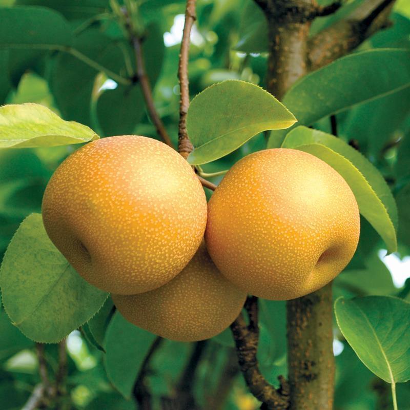 Hosui Pear Tree – Southern Idaho Landscape Center
