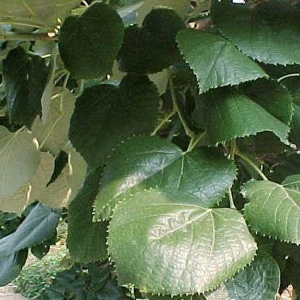 Silver Lining Linden Tree – Southern Idaho Landscape Center