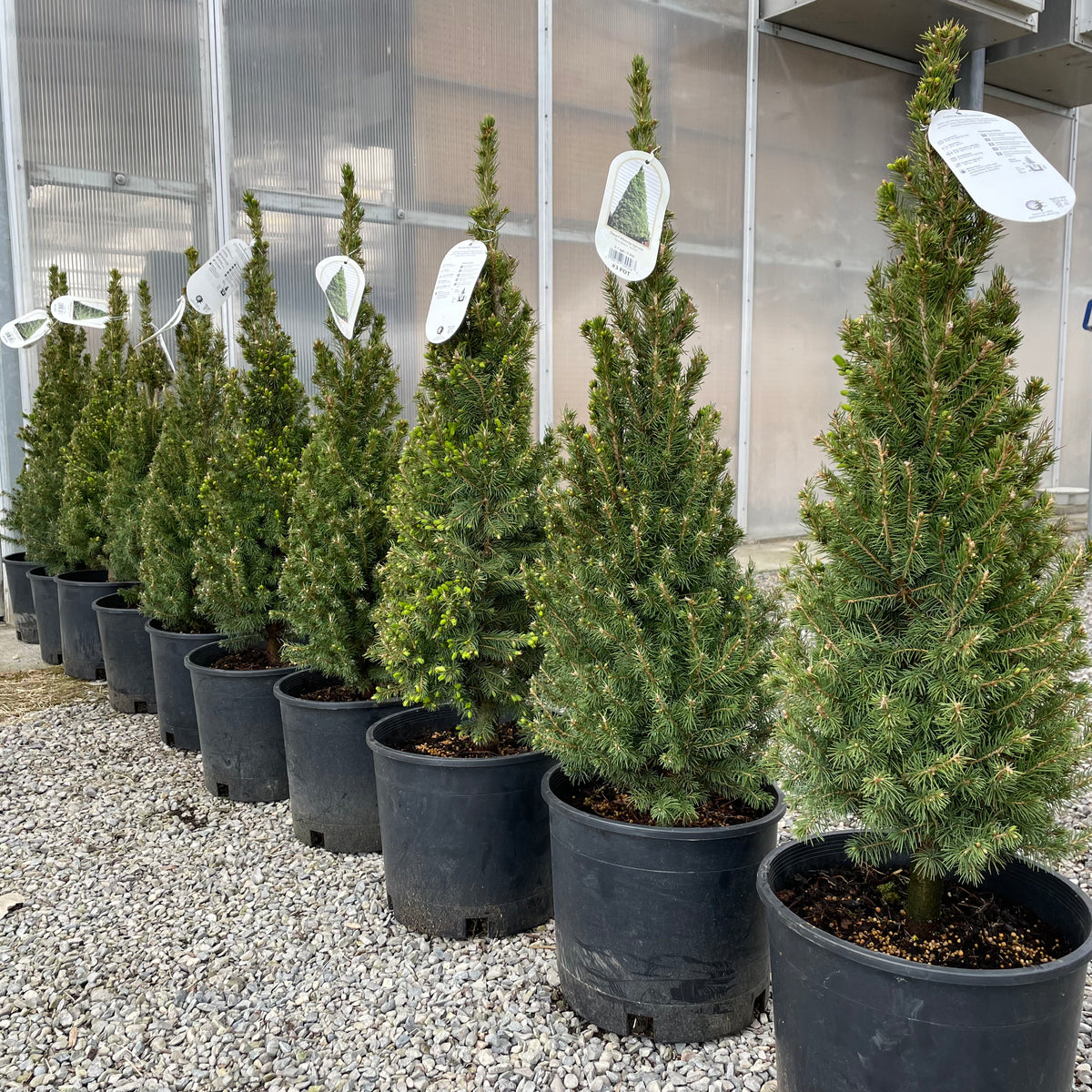 Dwarf Alberta Spruce Tree – Southern Idaho Landscape Center