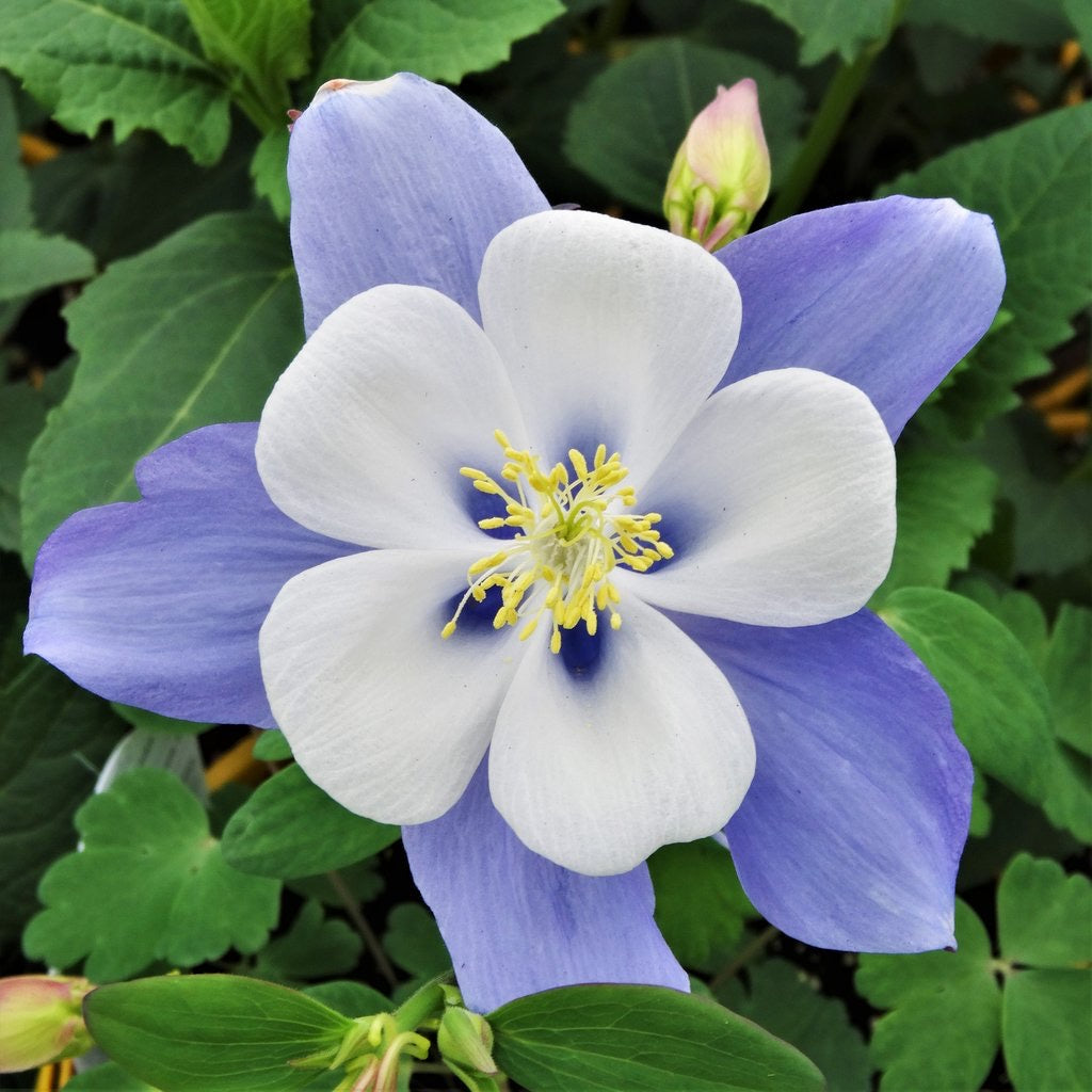 Songbird Blue Bird Columbine – Southern Idaho Landscape Center