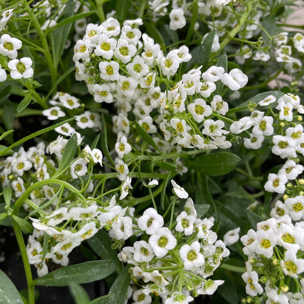 Stream Compact White Lobularia (Alyssum) – Southern Idaho Landscape Center