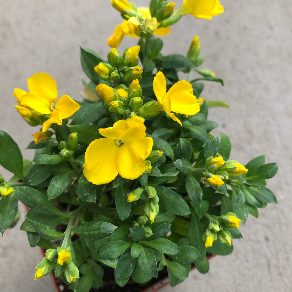 Sugar Rush Yellow Cheiranthus (Wallflower) – Southern Idaho Landscape ...