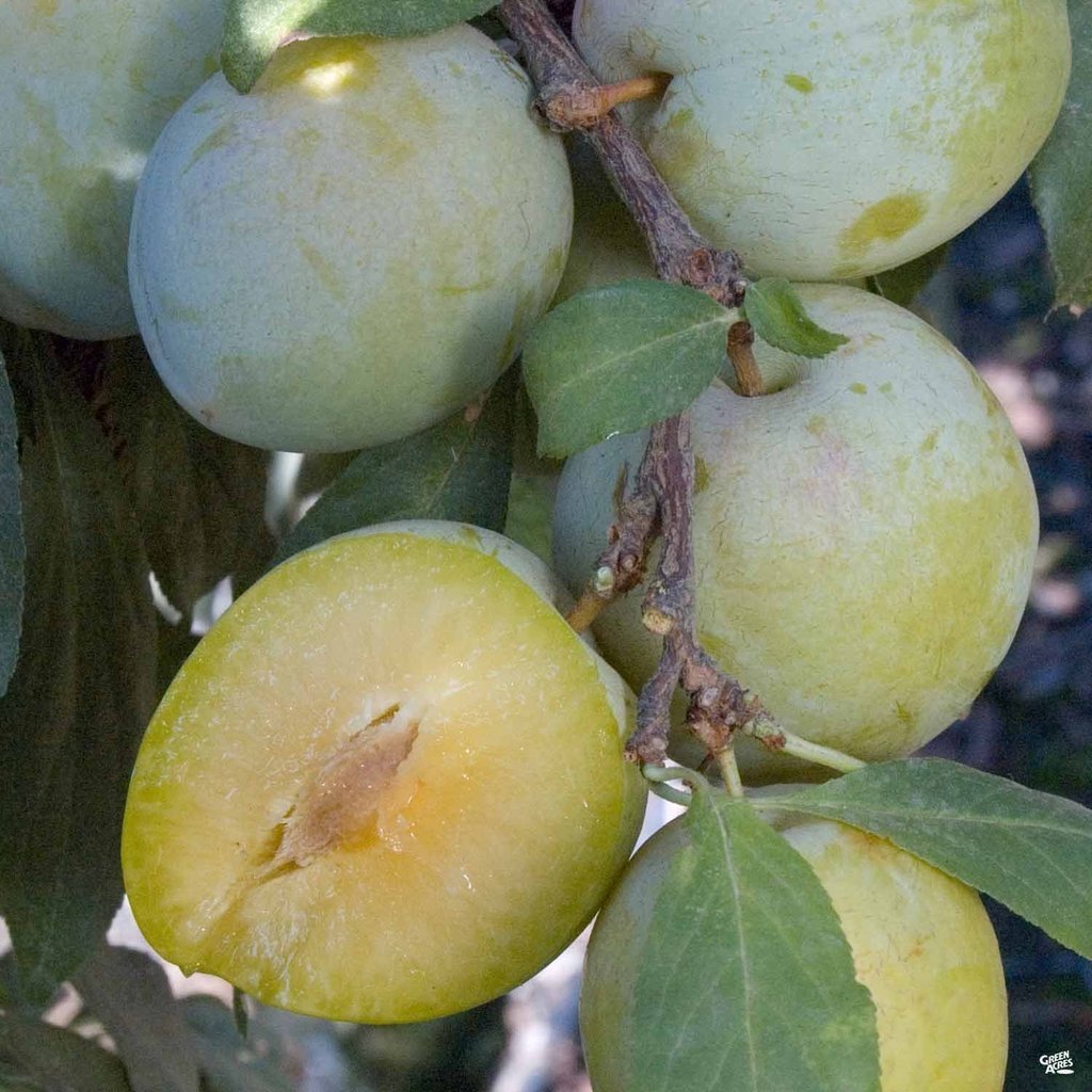 Emerald Beaut Plum Tree – Southern Idaho Landscape Center