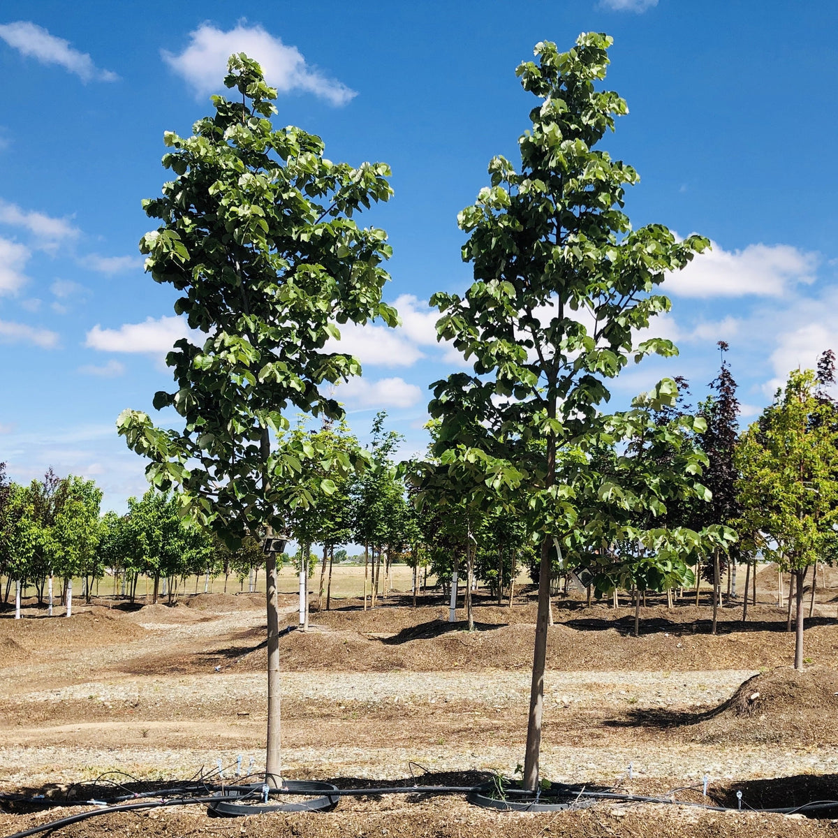 Sterling Silver Linden Tree – Southern Idaho Landscape Center