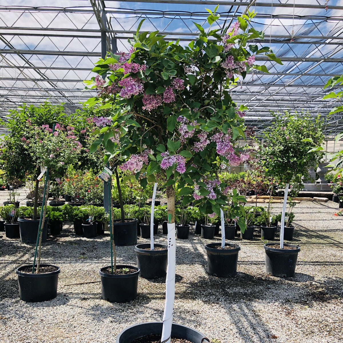 Miss Kim Lilac Tree Form – Southern Idaho Landscape Center