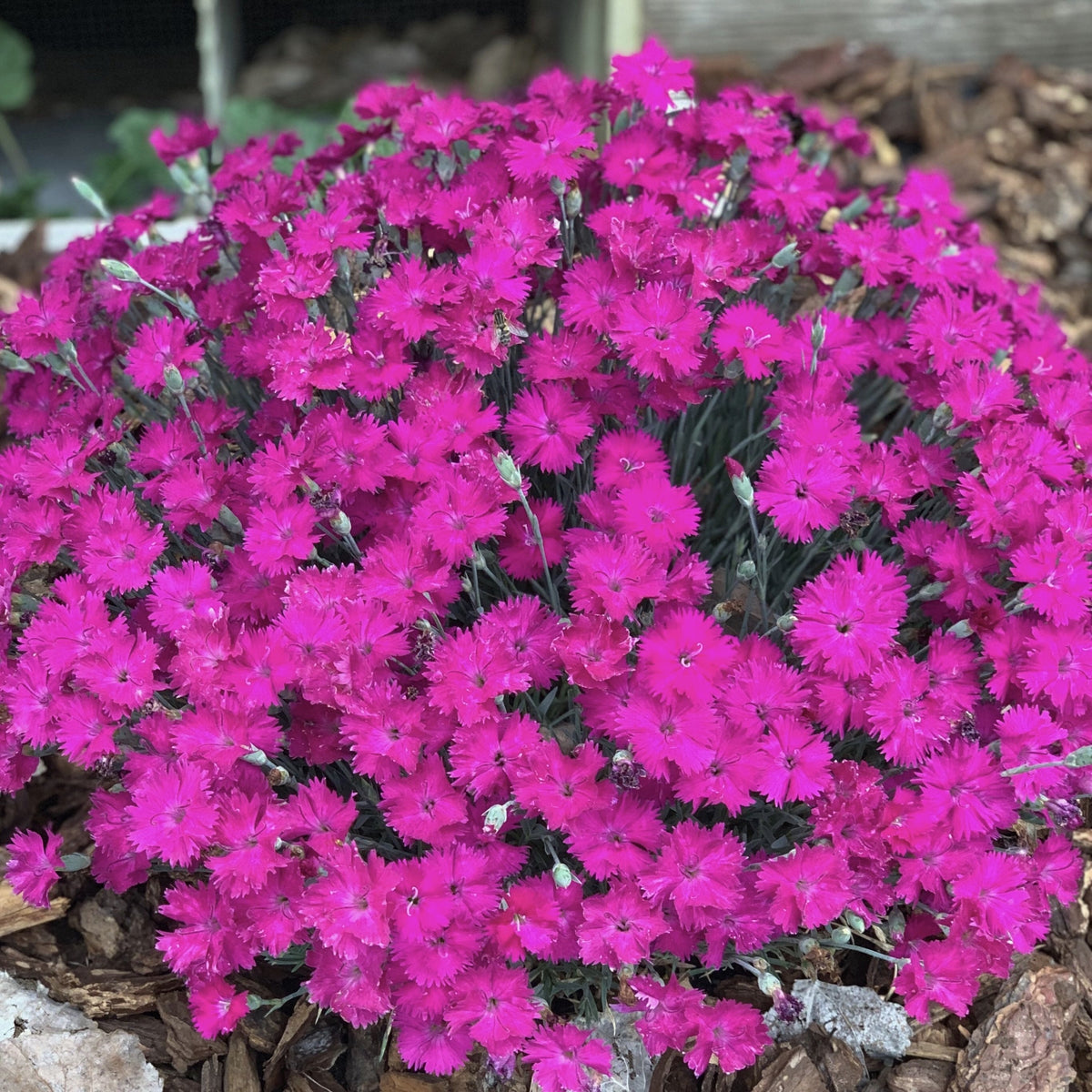 Neon Star Dianthus (Pinks / Carnations) – Southern Idaho Landscape Center