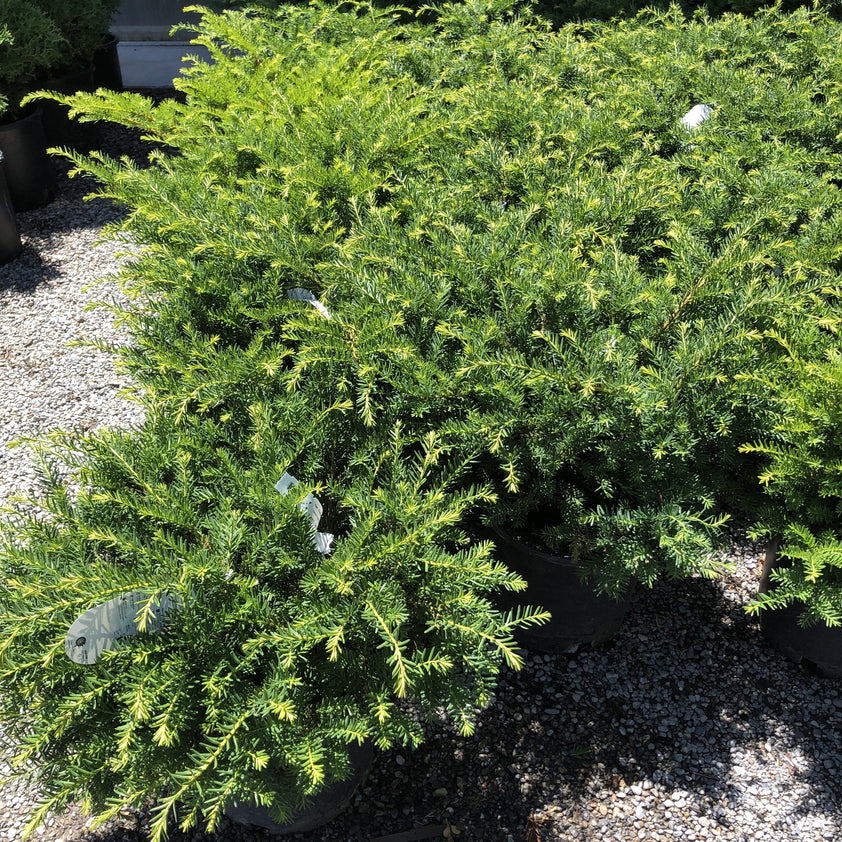 Everlow Yew – Southern Idaho Landscape Center