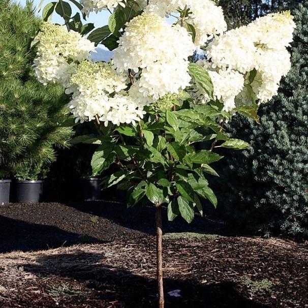 Phantom Panicle Hydrangea Tree Form – Southern Idaho Landscape Center