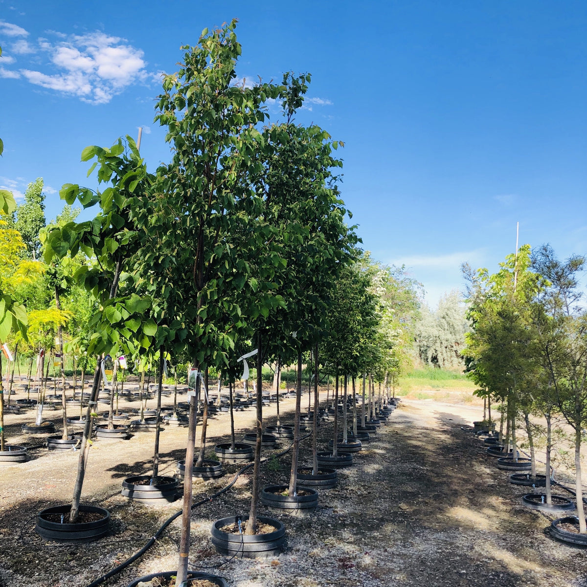 Greenspire Linden Tree – Southern Idaho Landscape Center