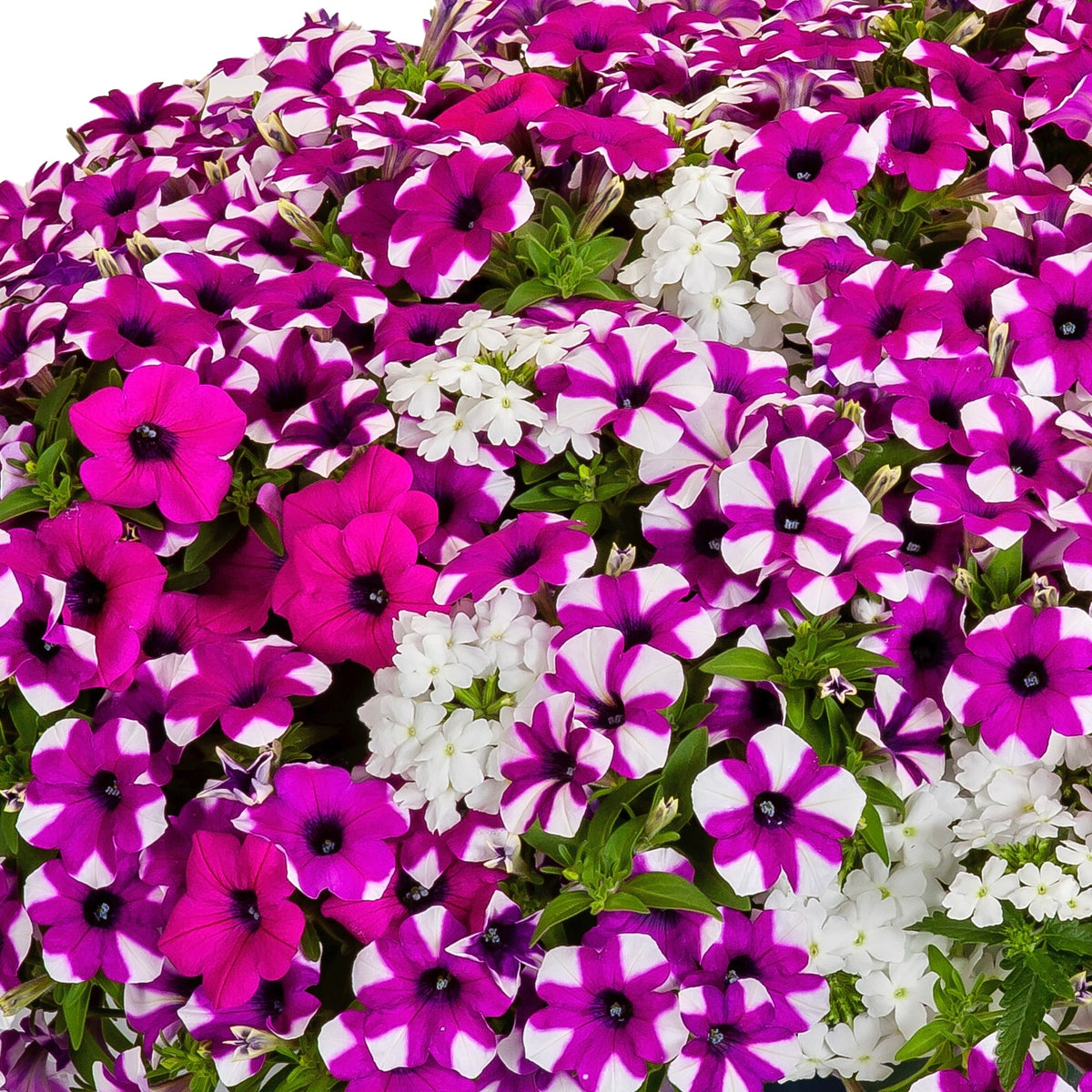 10" Kwik Itsy Bitsy Mix Hanging Basket – Southern Idaho Landscape Center