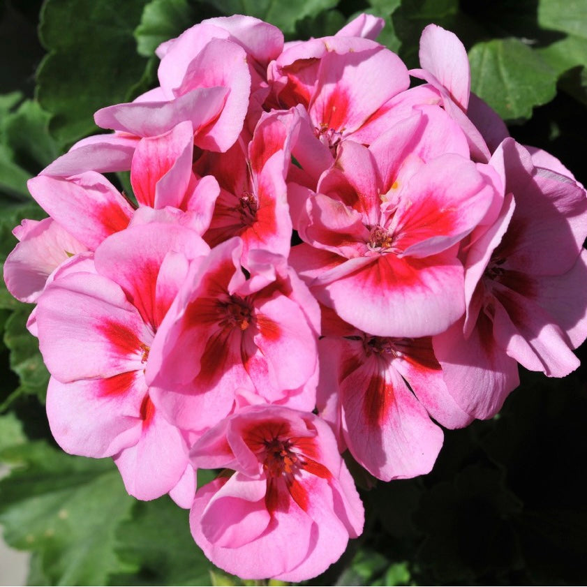 Savannah Pink Splash Zonal Geranium – Southern Idaho Landscape Center